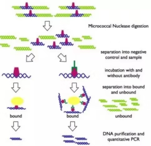 启动子查找和转录因子预测真的不简单？那还不赶快收藏这份干货！ - 技术前沿 - 资讯 - 生物在线