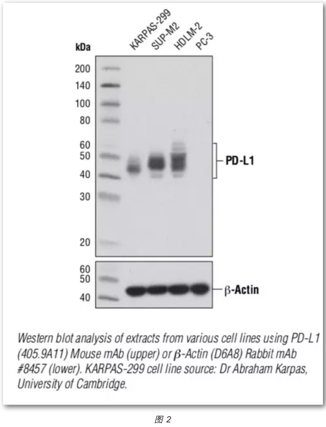 以PD-L1为例，教你不错过WB实验中看似不对劲的条带 - 技术前沿 - 资讯 - 生物在线