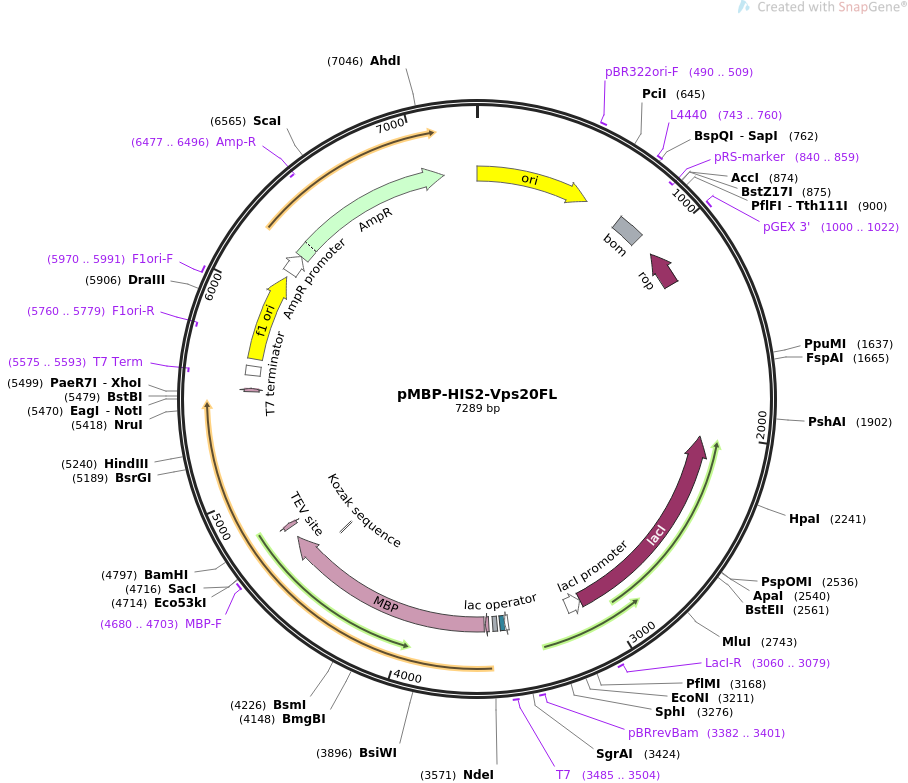 pHIS2酵母单杂交质粒价格,详情介绍-960化工网 – 960化工网