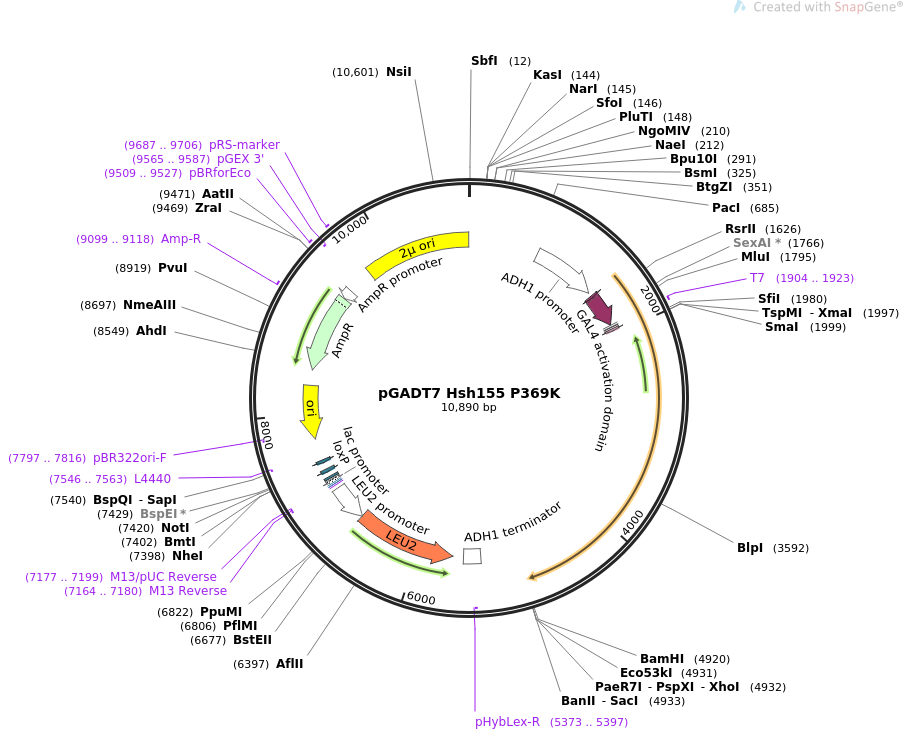 pGBKT7-lam酵母双杂交质粒价格,详情介绍-960化工网 – 960化工网