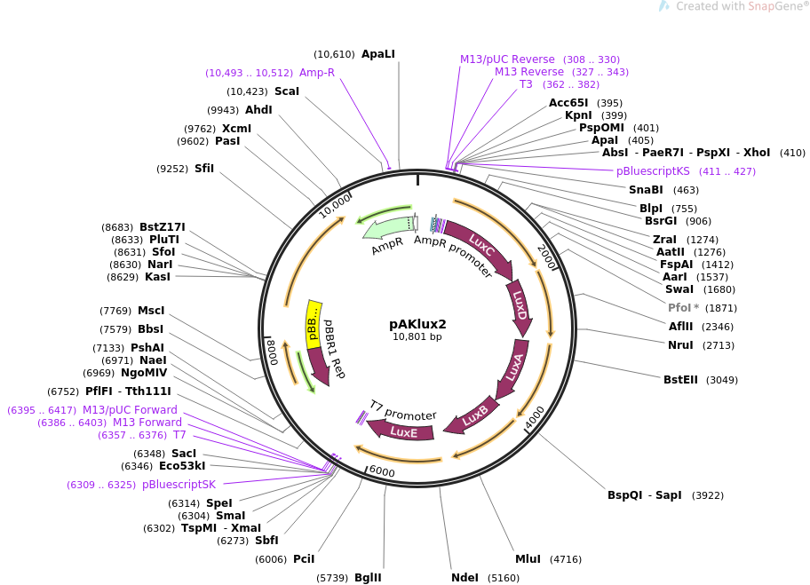 pBBR1MCS2-pAmp-EGFP广宿主表达质粒价格,详情介绍-960化工网 – 960化工网