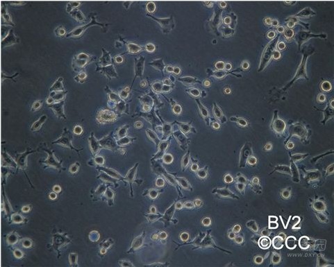 关于BV-2小胶质细胞（小鼠源）的培养与LPS刺激造模的交流讨论 - 细胞技术讨论版 -丁香园论坛