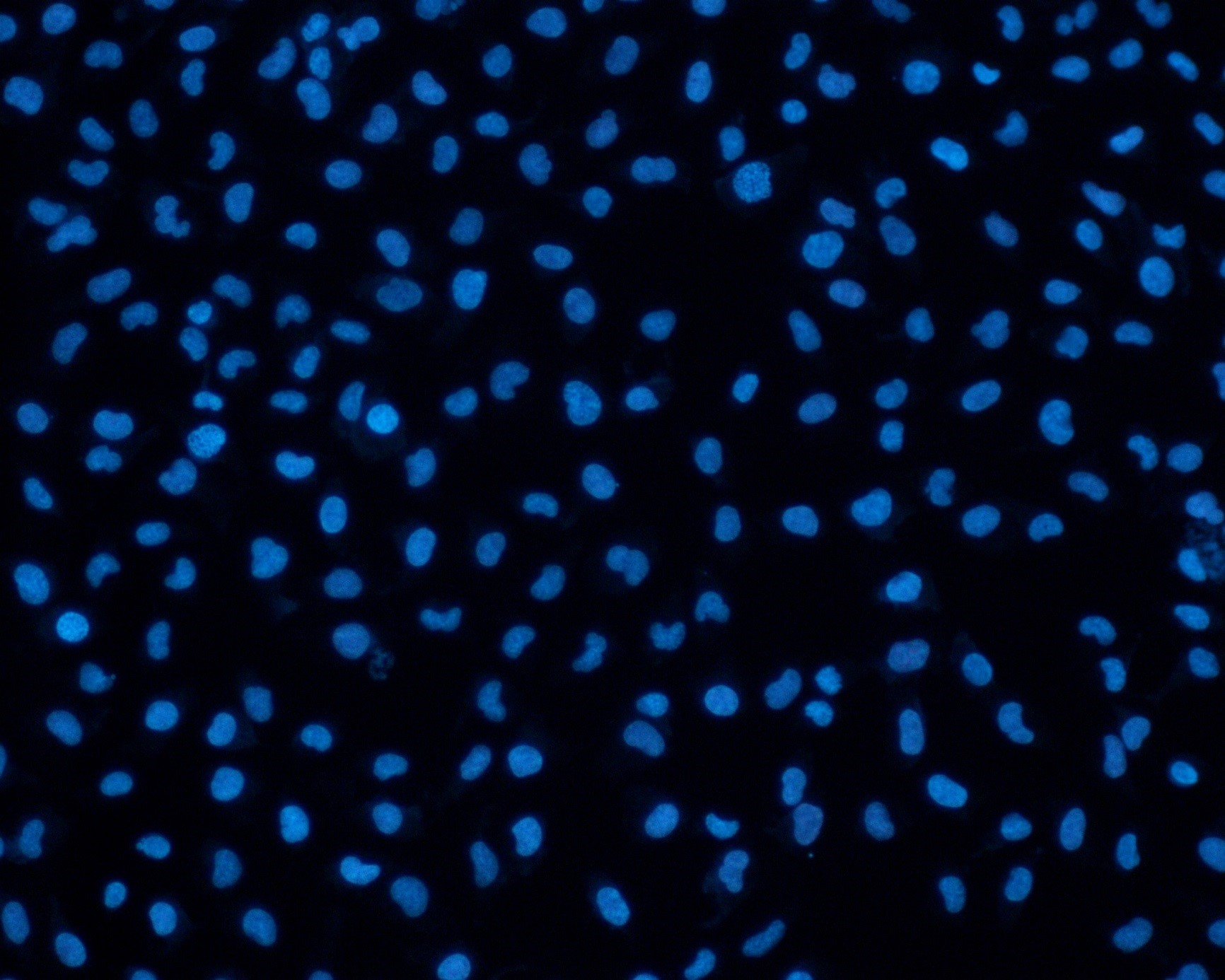 EdU细胞增殖检测试剂盒 - 企业动态 - 丁香通