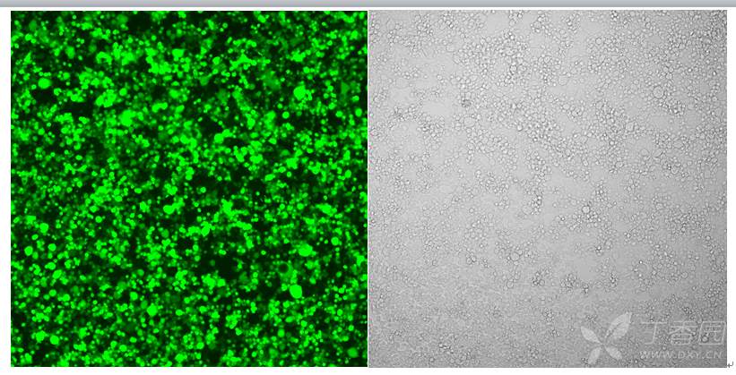 丁香园论坛 - 专业医生社区，医学、药学、生命科学、科研学术交流