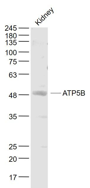 ATP合成酶β5抗体价格,详情介绍-960化工网 – 960化工网