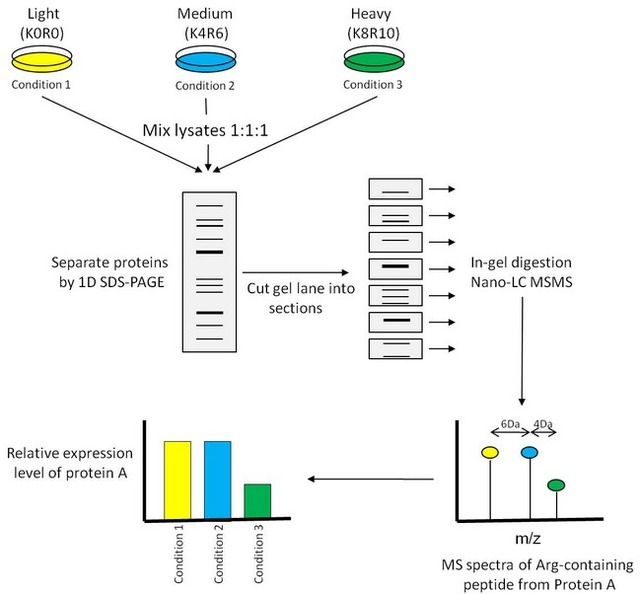 SILAC定量价格,详情介绍-960化工网 – 960化工网