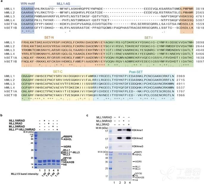 MLL识别核小体的结构基础 - 丁香园论坛