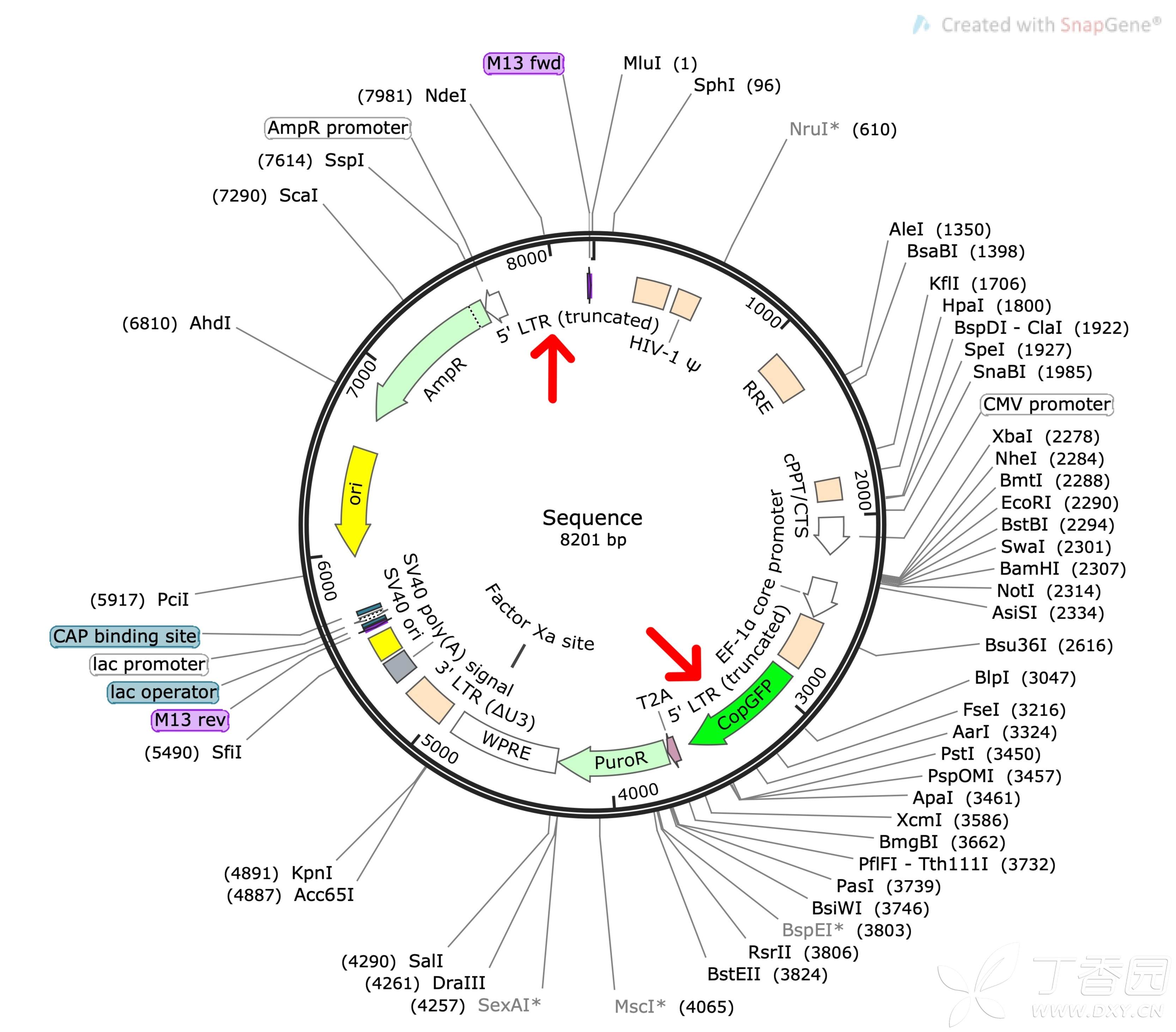 (有图)请教：为什么我的PCHD质粒有2个5'LTR - 丁香园论坛