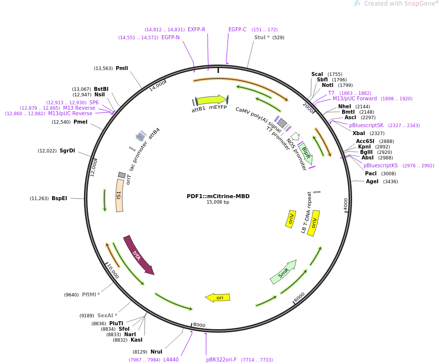 pBARGPE1-Kan真菌表达质粒价格,详情介绍-960化工网 – 960化工网