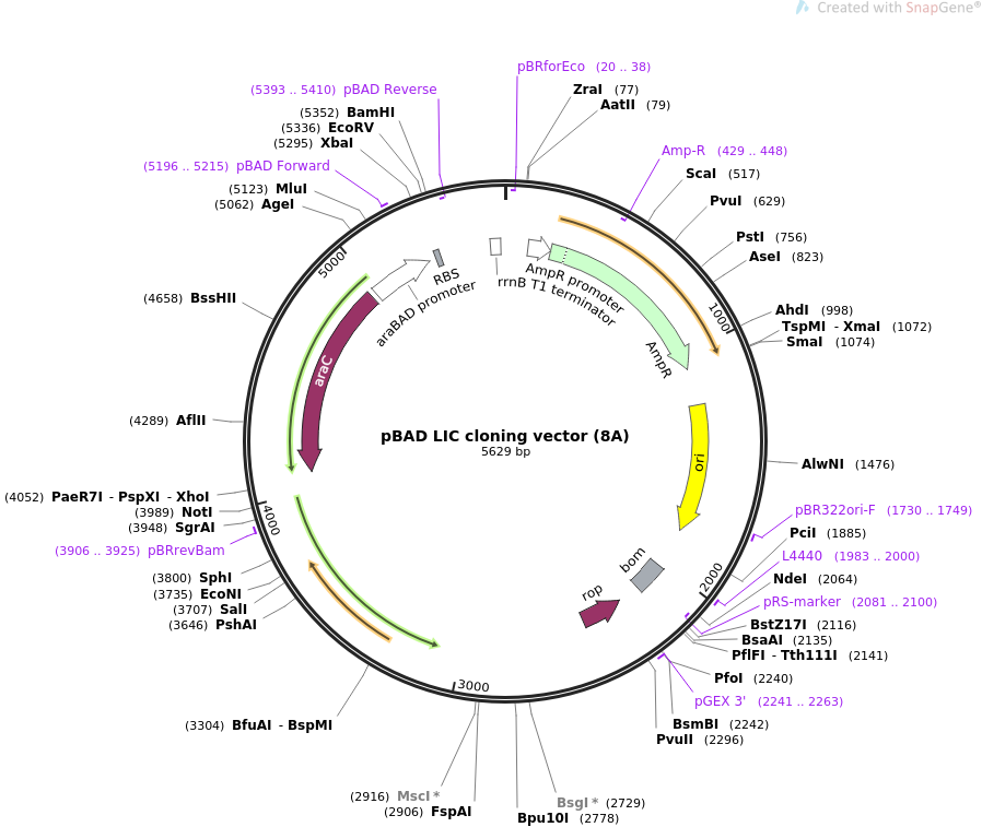 pBARGPE1-EGFP-BenA真菌表达质粒价格_品牌:钦诚生物-丁香通
