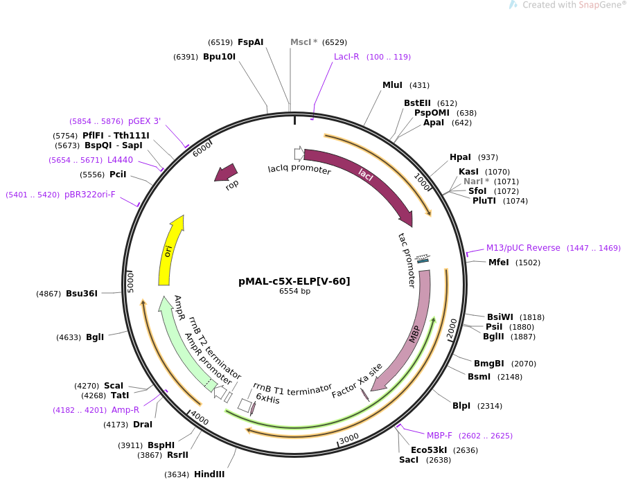 pMal-c5X大肠表达质粒价格,详情介绍-960化工网 – 960化工网