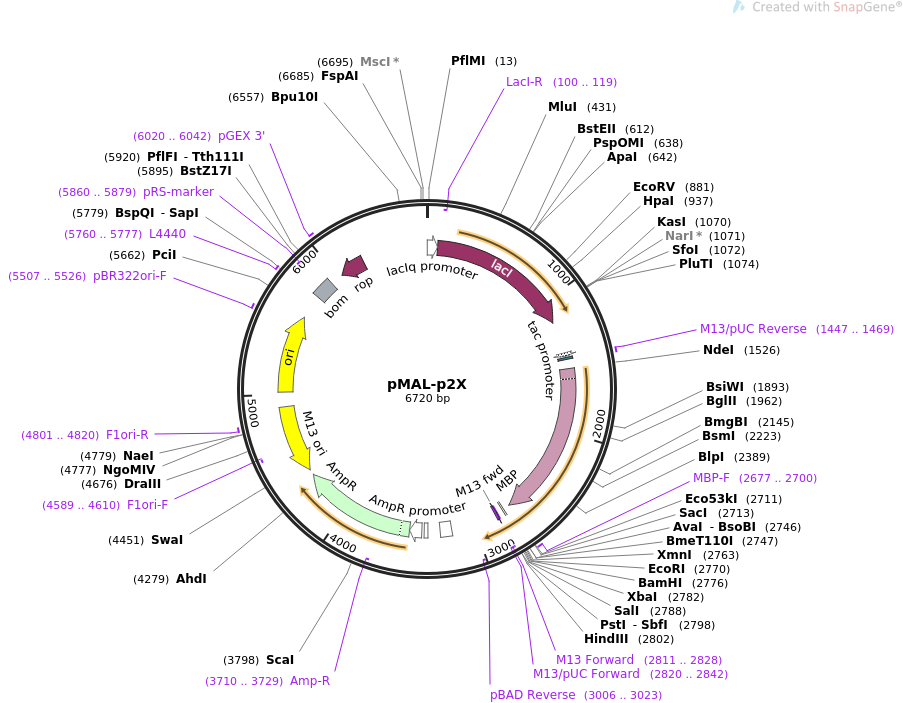 pMal-p2X大肠表达质粒价格,详情介绍-960化工网 – 960化工网