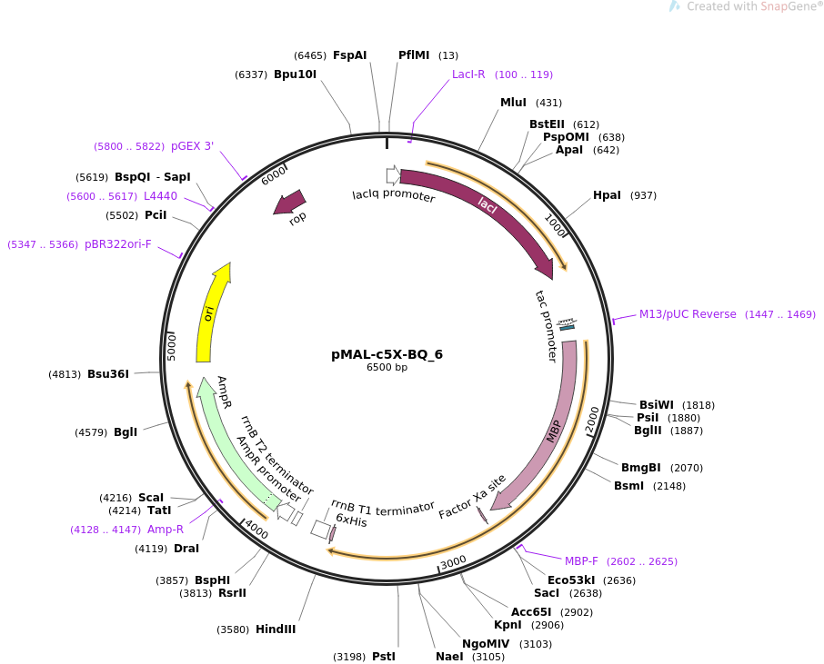 pMal-p5X大肠表达质粒价格,详情介绍-960化工网 – 960化工网