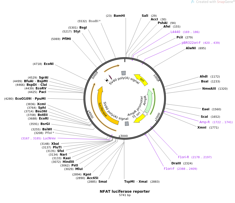 pGL2-Basic哺乳报告质粒价格,详情介绍-960化工网 – 960化工网