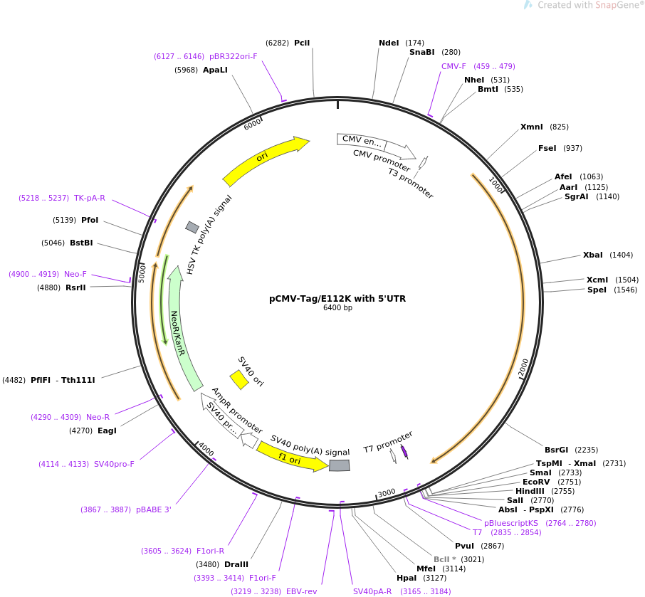 pCMV-Tag 2A哺乳表达质粒价格,详情介绍-960化工网 – 960化工网