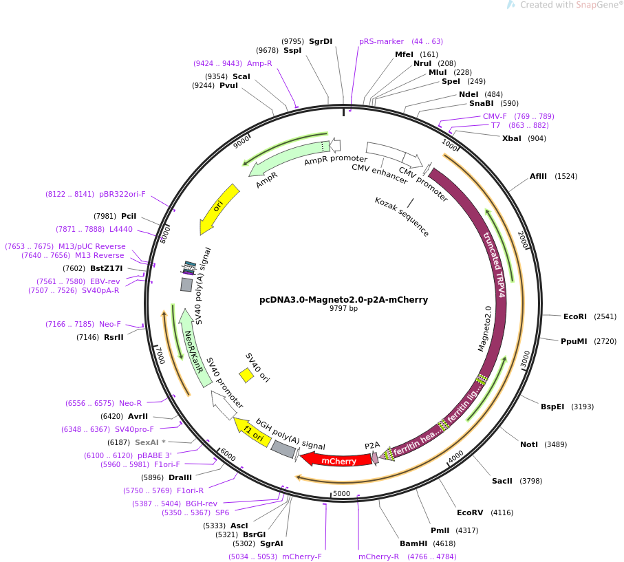 pCDNA3.0-HA-AMPK-β-SID(395-550aa)人源基因质粒价格_品牌:钦诚生物-丁香通官网