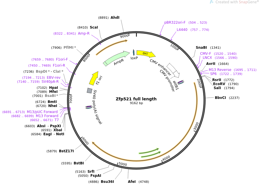 pECMV-3×FLAG-IKKβ-Ubiquitin-like domain人源基因质粒价格,详情介绍-960化工网 – 960化工网