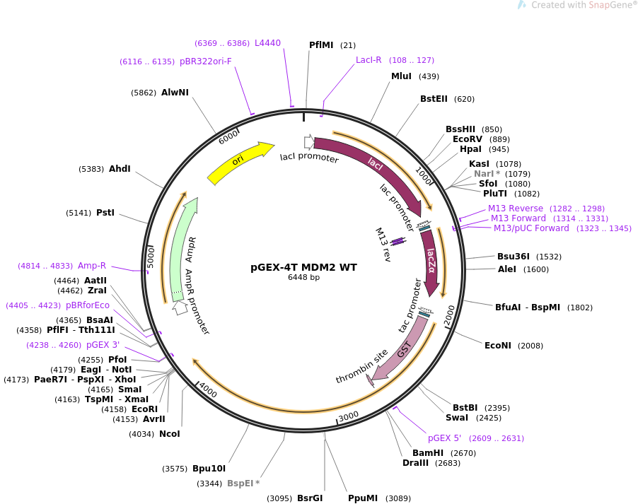 pGEX-4T-STK19人源基因质粒人源基因质粒价格,详情介绍-960化工网 – 960化工网