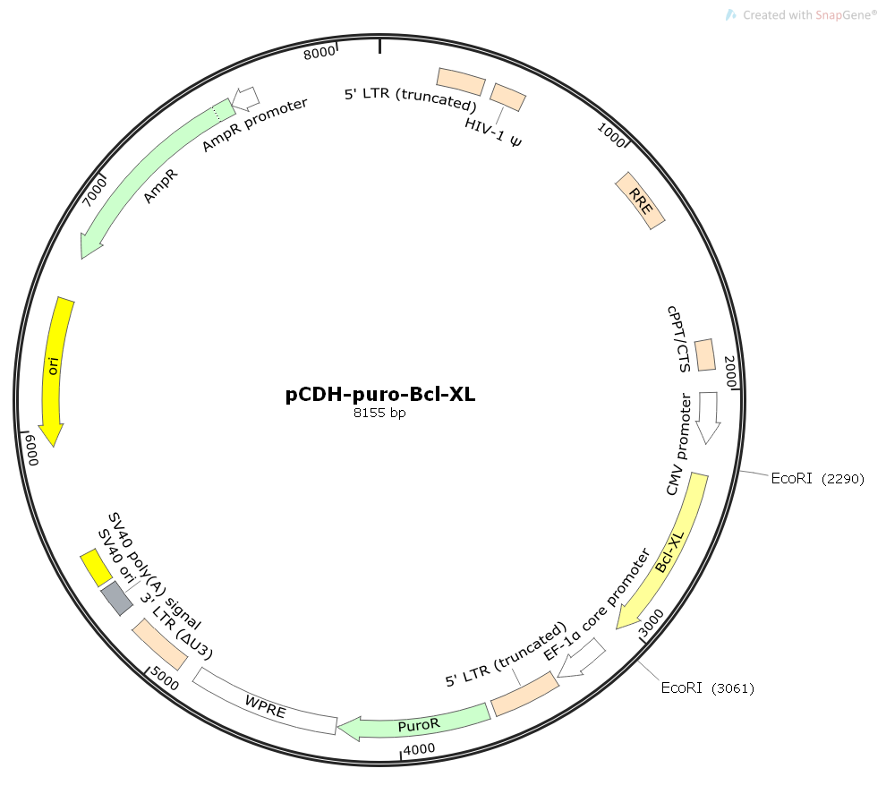 pCDH-Puro-Bcl-XL人源基因质粒价格,详情介绍-960化工网 – 960化工网