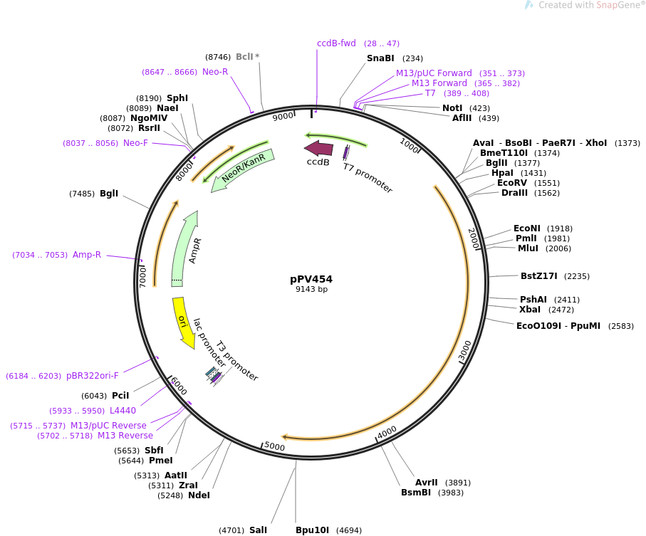 pCR4-TOPO-MAP2K1人源基因模板质粒价格,详情介绍-960化工网 – 960化工网