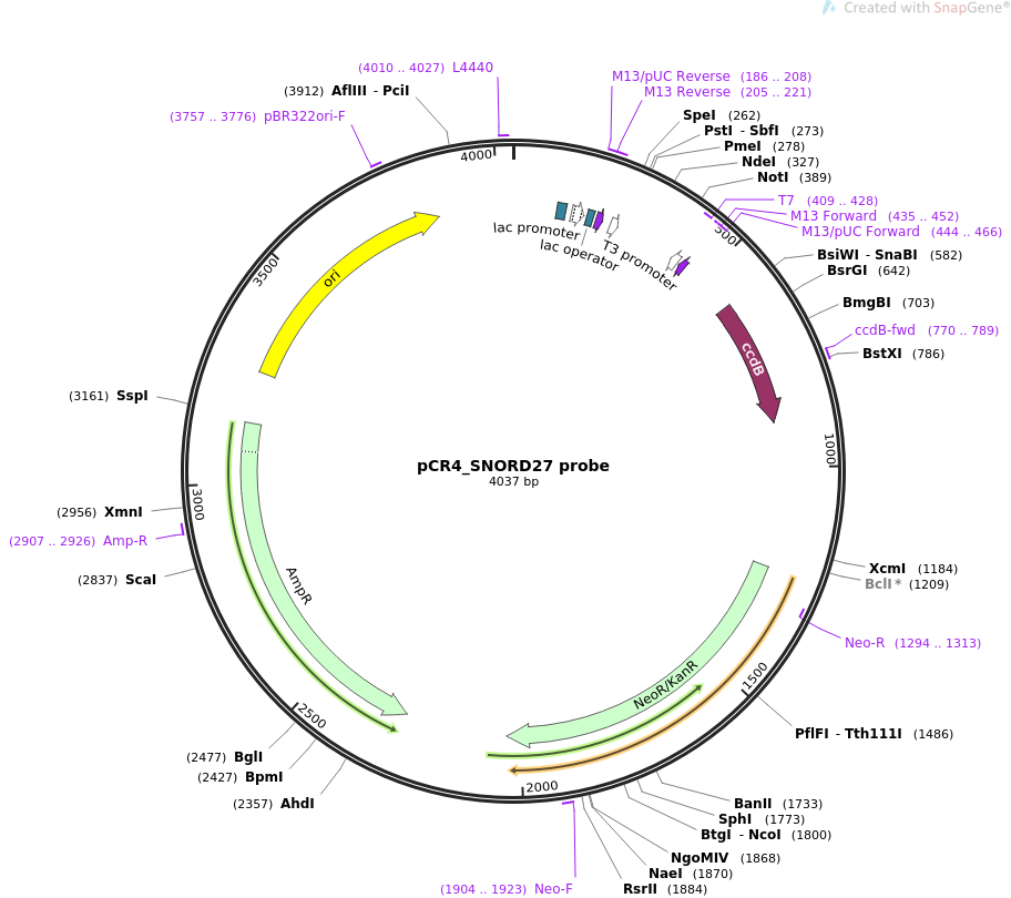 pCR4-TOPO-PRRX1人源基因模板质粒价格,详情介绍-960化工网 – 960化工网