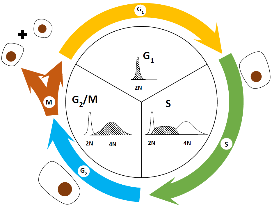 Cell Cycle Assay Kit Plus（细胞周期检测试剂盒升级版） - 企业动态 - 丁香通