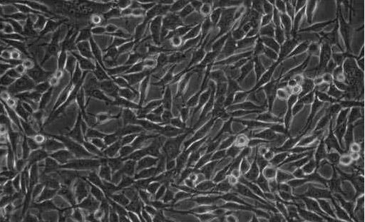 LO2品牌：ATCCUSA-盖德化工网