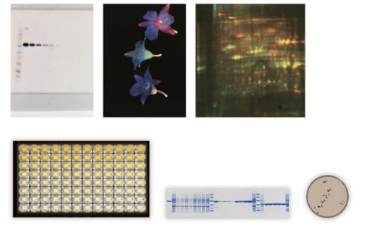 Amersham ImageQuant 800超灵敏多功能成像仪价格_品牌:Cytiva-丁香通官网