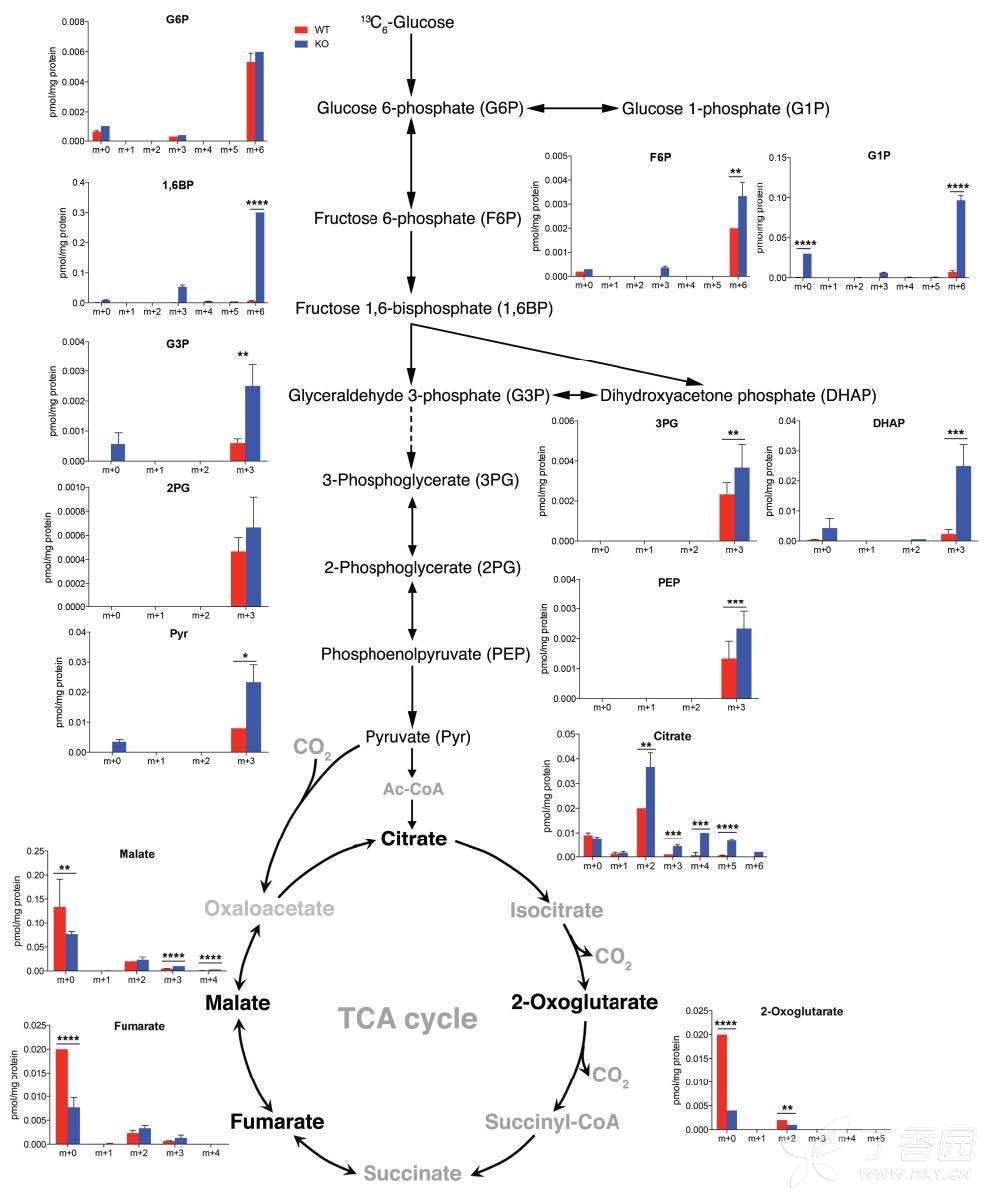 代谢流简介 - 论文写作和投稿交流天地 -丁香园论坛
