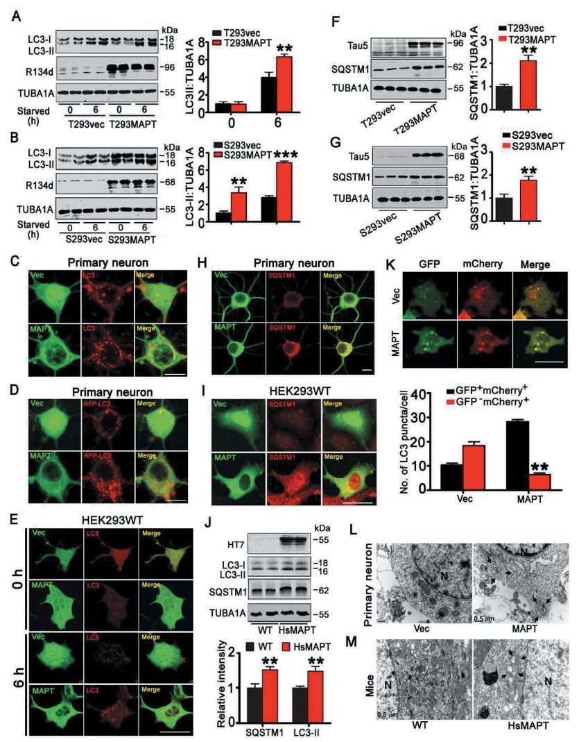 《Autophaghy》揭示AD发病新机制-MAPT/Tau聚集&自噬 - 自主发布 - 资讯 - 生物在线