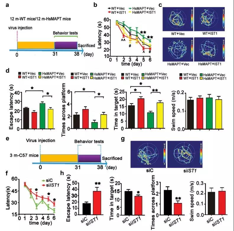 《Autophaghy》揭示AD发病新机制-MAPT/Tau聚集&自噬 - 自主发布 - 资讯 - 生物在线