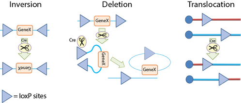 基因编辑技术CRISPR-Cas9简介 - 医药生命科学动态跟踪 -丁香园论坛