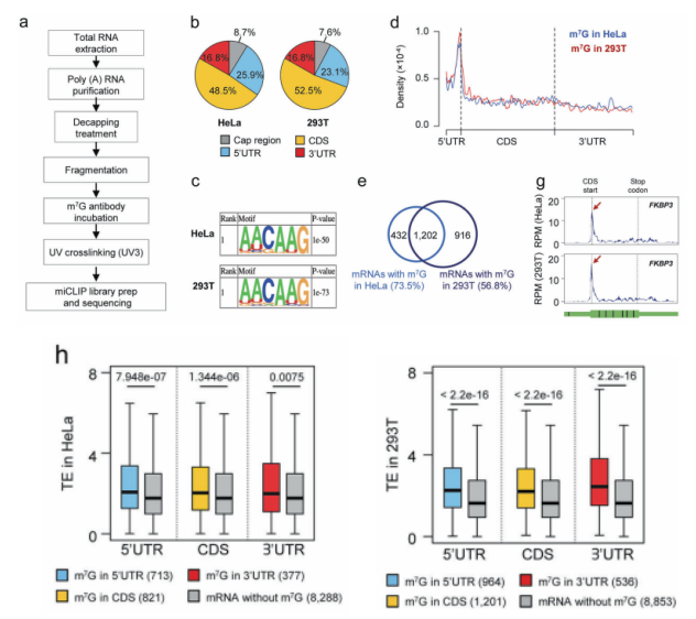 新型RNA修饰m1A&m7G齐登nature 子刊 - 技术前沿 - 资讯 - 生物在线
