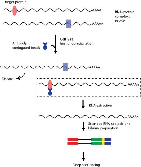 全转录组测序一箭三雕怎么玩？ - 技术前沿 - 资讯 - 生物在线