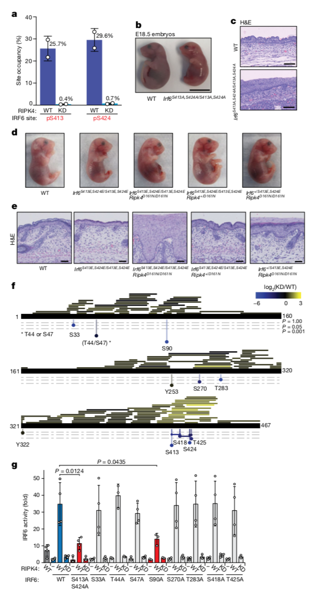 线性调控机制如何发现和研究？RIPK4-IRF6信号轴from Nature~ - 企业动态 - 丁香通