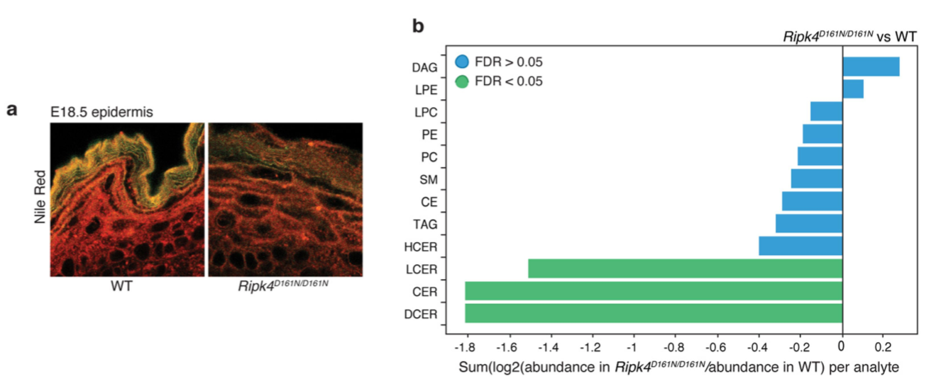 线性调控机制如何发现和研究？RIPK4-IRF6信号轴from Nature~ - 企业动态 - 丁香通