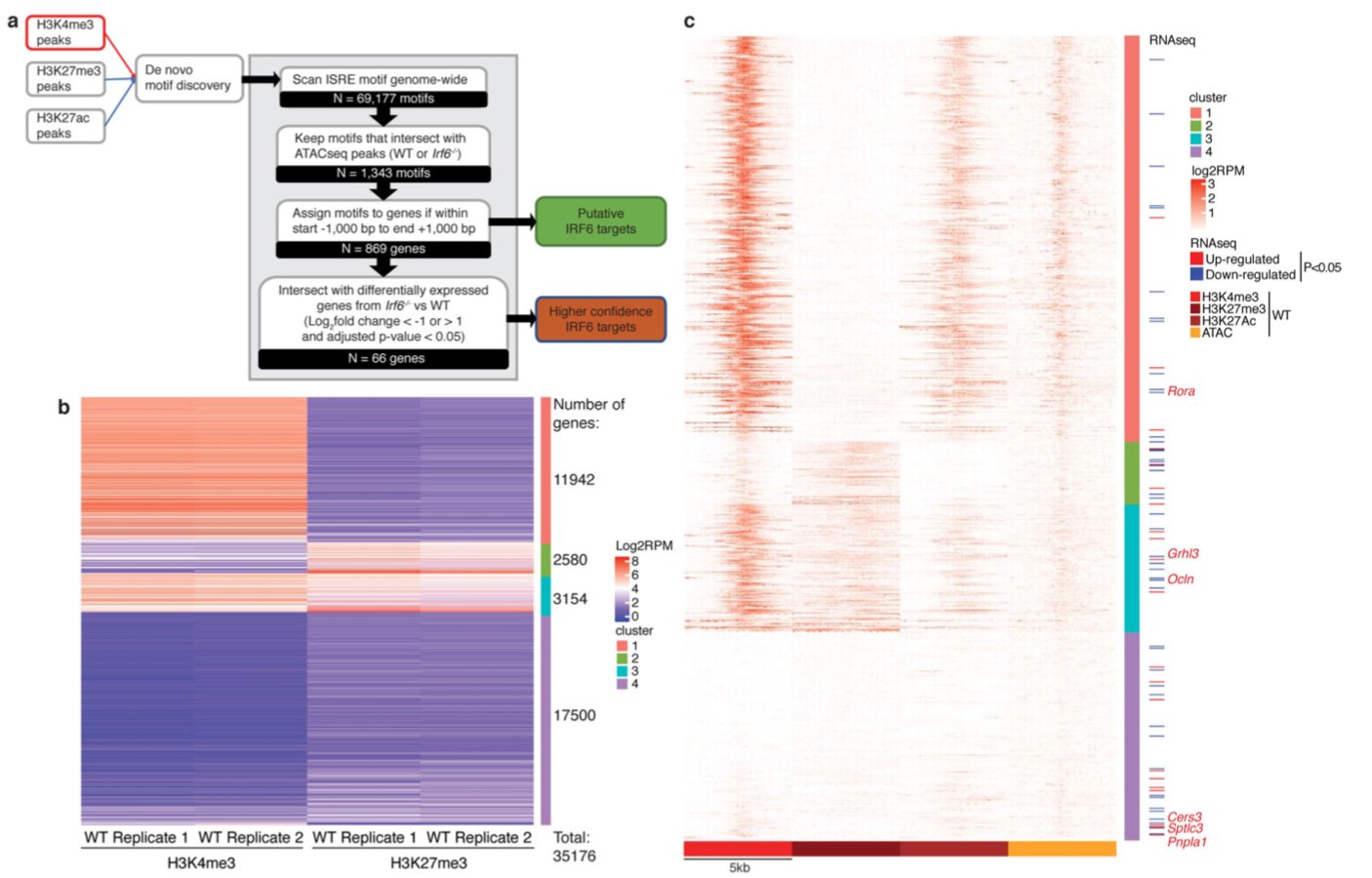 线性调控机制如何发现和研究？RIPK4-IRF6信号轴from Nature~ - 企业动态 - 丁香通