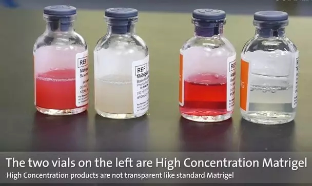 Matrigel使用常见问题-公司新闻-康宁生命科学 (吴江) 有限公司