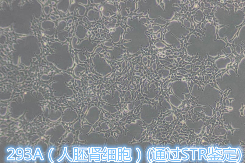 293A / 293A细胞 / 293A人胚肾细胞价格,详情介绍-960化工网 – 960化工网