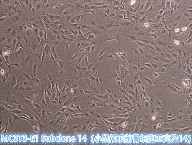 MC3T3-E1 Subclone 14小鼠颅顶前骨细胞亚克隆14价格,详情介绍-960化工网 – 960化工网