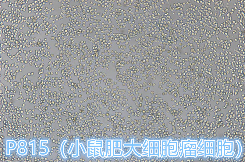 P815 / P815细胞 / P815小鼠肥大细胞瘤细胞价格,详情介绍-960化工网 – 960化工网