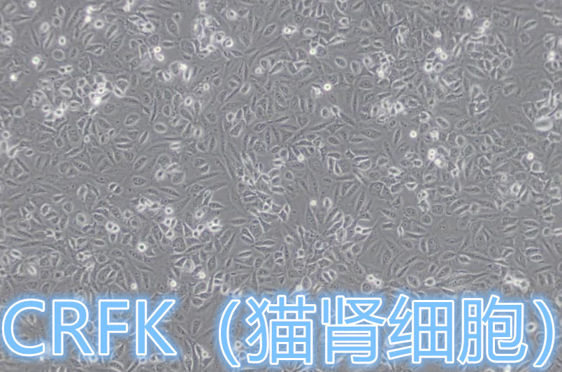 CRFK细胞 (猫肾细胞)价格_品牌:Procell-丁香通官网