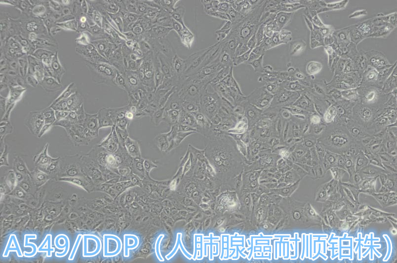 A549/DDP细胞 (人肺腺癌耐顺铂株)(STR鉴定正确)价格_品牌:Procell-丁香通官网