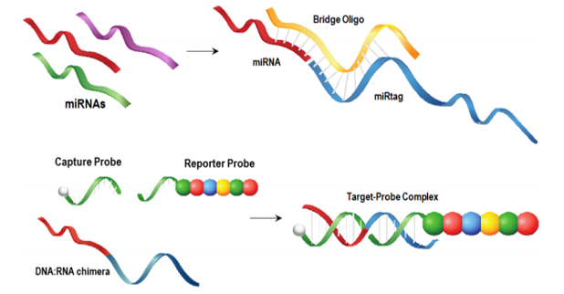 nCounter®Mouse miRNA Gene Expression Panel价格,详情介绍-960化工网 – 960化工网