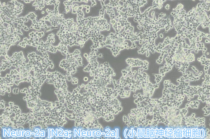 Neuro-2a [N2a; Neuro-2a]细胞 (小鼠脑神经瘤细胞) (STR鉴定正确)价格_品牌:Procell-丁香通官网