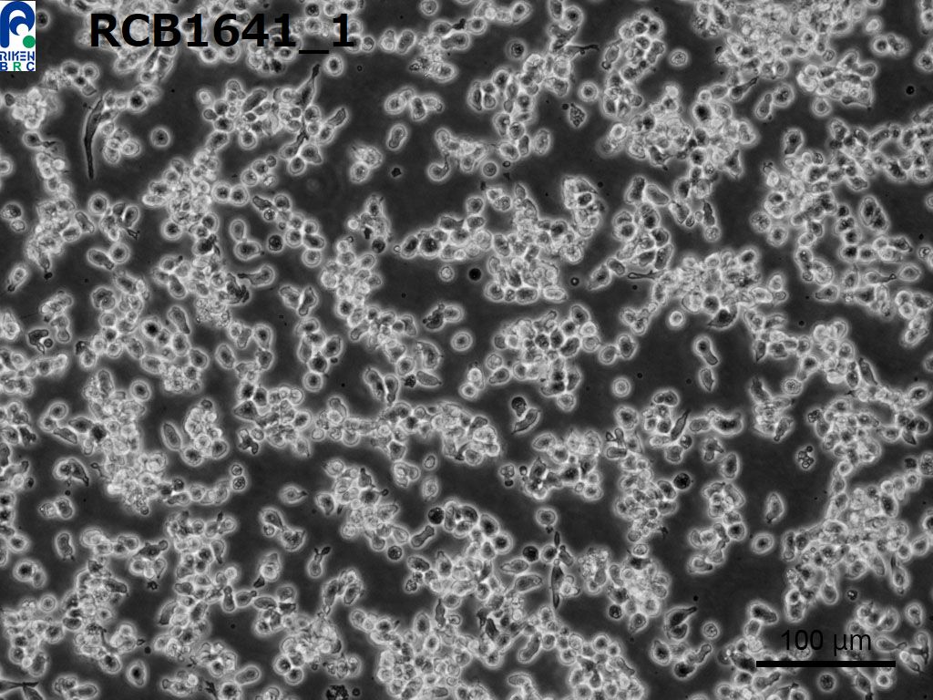 EL4[EL-4; EL 4; E.L.4]小鼠淋巴瘤细胞价格,详情介绍-960化工网 – 960化工网
