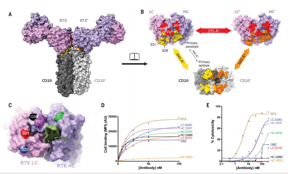 为什么我们需要全长 CD20，看 Genentech 对 CD20 的结构解析-公司新闻-北京百普赛斯生物科技股份有限公司