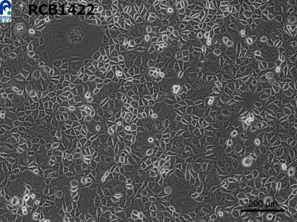 L-929【 L-929; L 929; L929; L929(NCTC);NCTC 929; NCTC-929; NCTC929; L ...