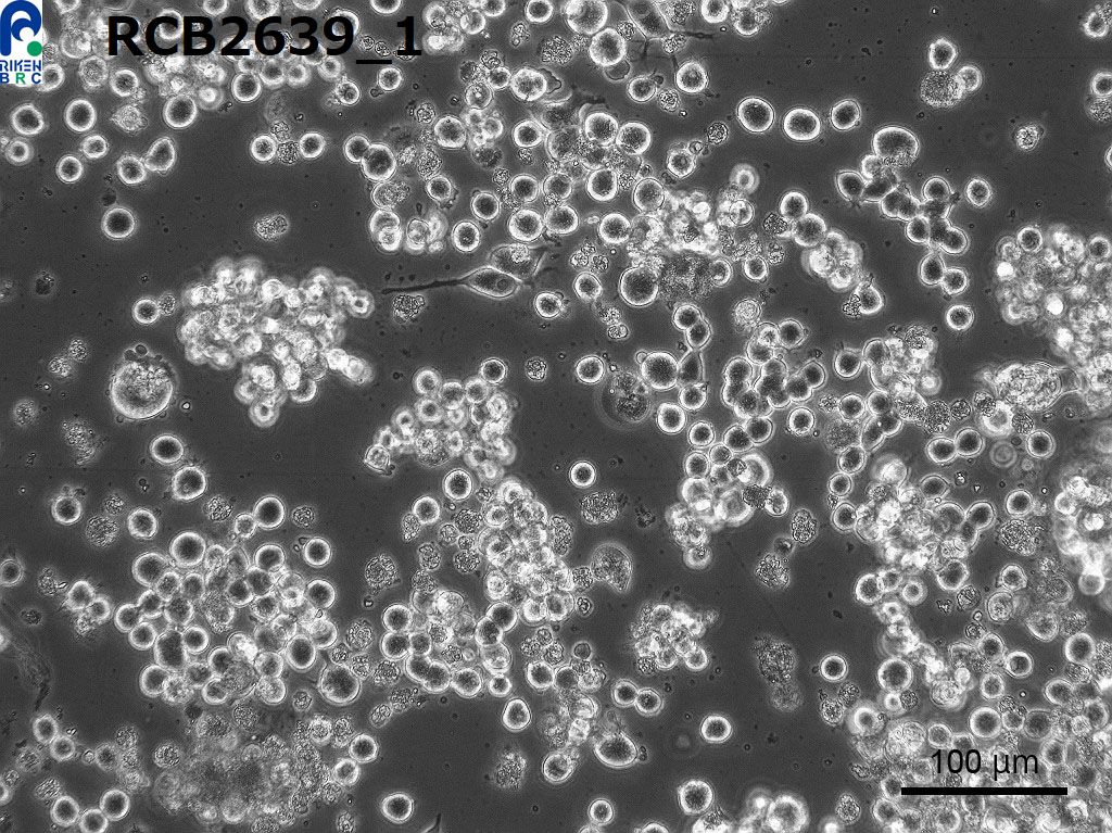 Neuro-2a [NEURO-2A; Neuro 2a; Neuro2a; Neuro2A; N-2a; N2a; N2A; Nb2a ...