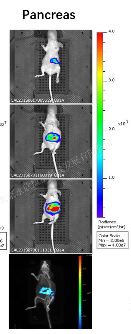 胰腺原位肿瘤JF305、panc-1裸鼠模型价格,详情介绍-960化工网 – 960化工网